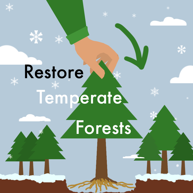 Restore Temperate Forests